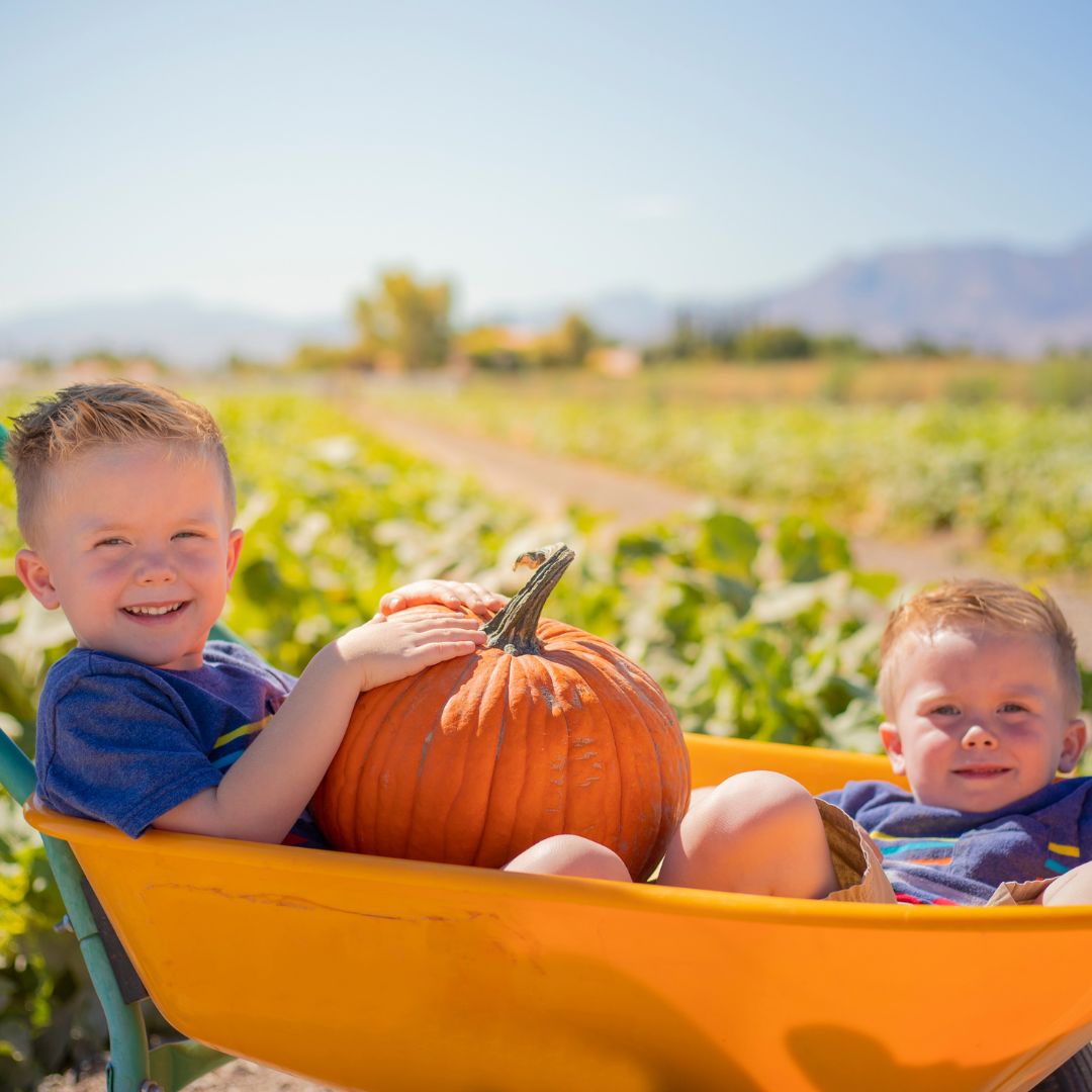 Pumpkin Patches for the 2025 Fall Season! - Stamford Moms