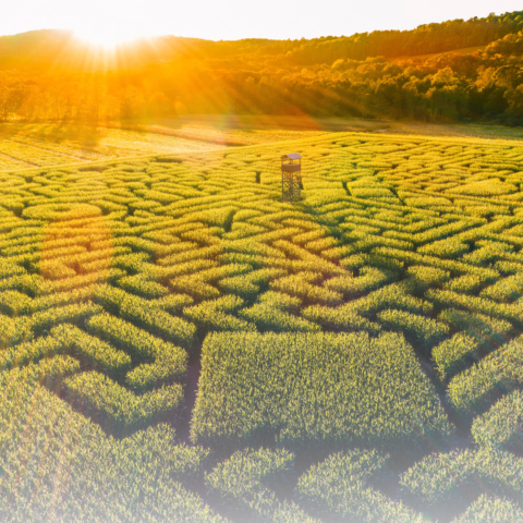 Find Your Way Through A Corn Maze! - Stamford Moms