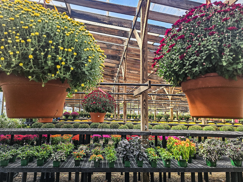 5 Fall Gardening Tips from Designs by Lee - Stamford Moms