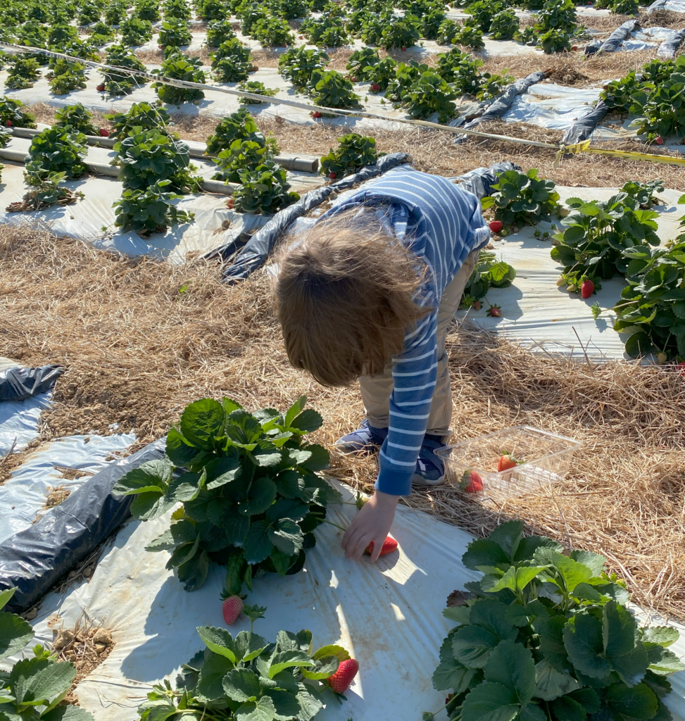 Strawberry U-Pick Farms around Miami in 2025 - The Miami Moms