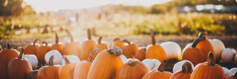 Richmond Pumpkin Patches | Richmond Moms