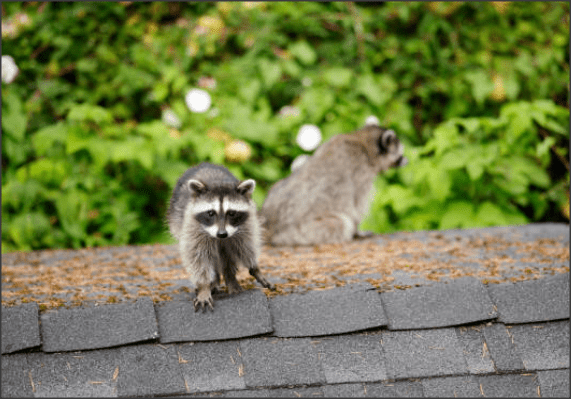 How To Protect Your Roof From Damage Due To Animals - Stamford Moms