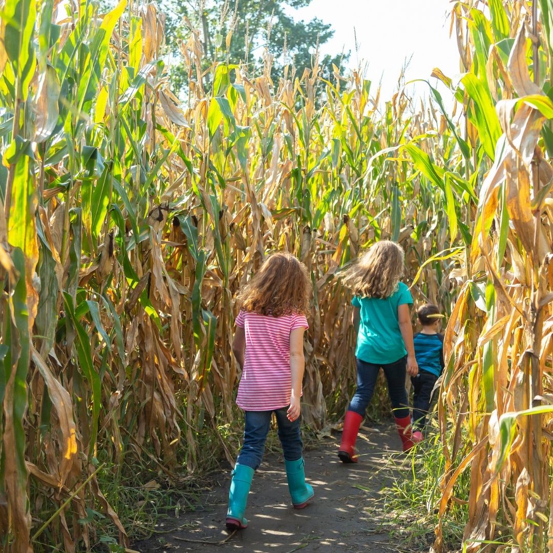 Find Your Way Through A Corn Maze! | Stamford Moms