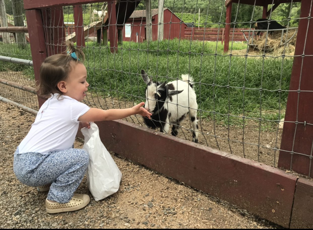 Where To Visit Farm Animals! - Stamford Moms