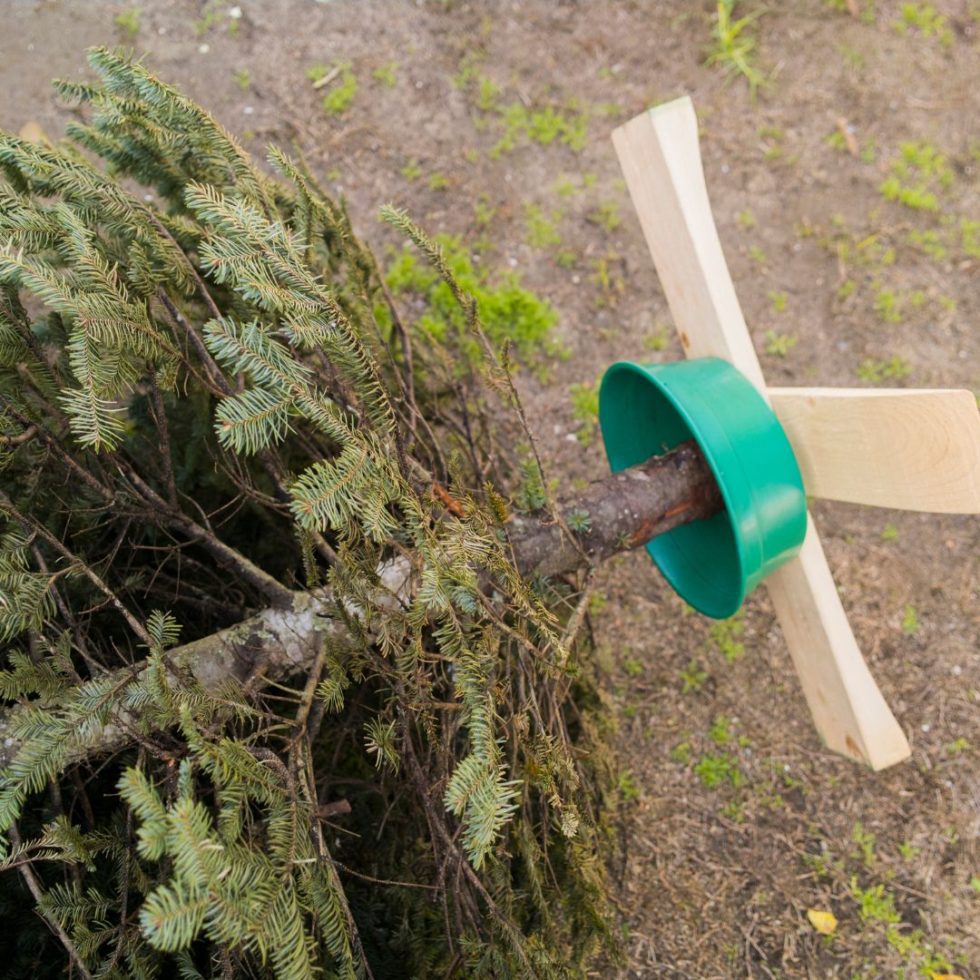 2025 Stamford Christmas Tree Pick Up! - Stamford Moms