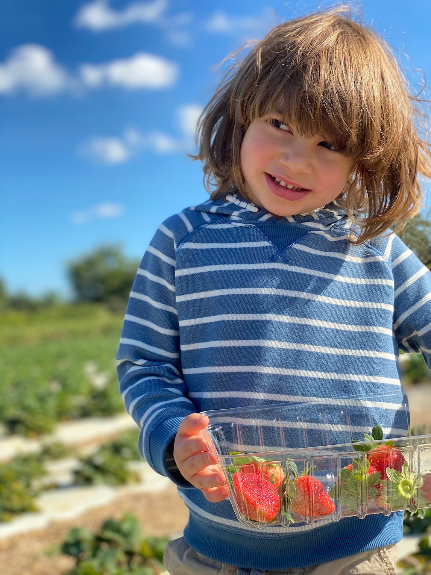 Strawberry U-Pick Farms in Miami - The Miami Moms