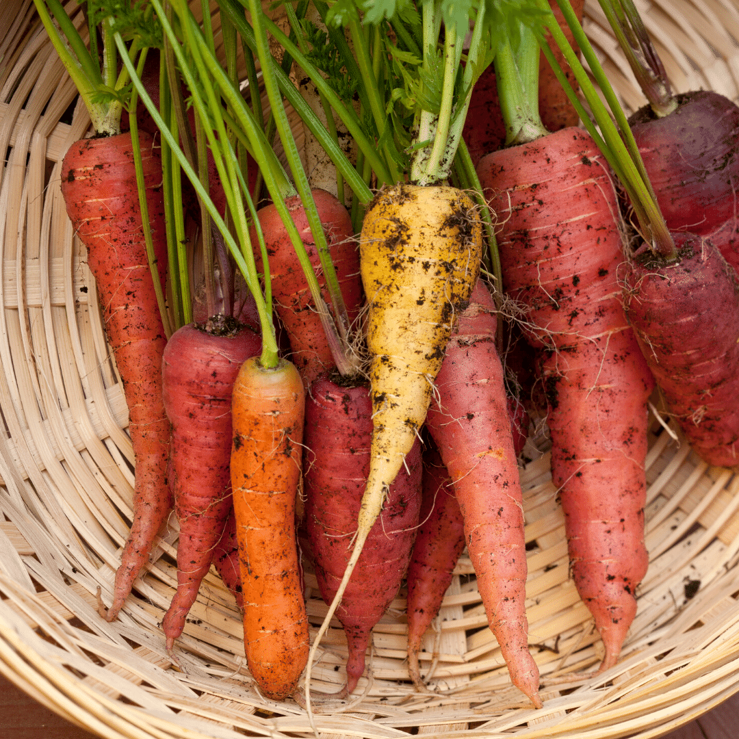 Kids Gardening Activity - Growing Carrot Tops - Union County Moms